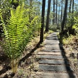 Green Swamp Preserve, North Carolina - 204 Reviews, Map | AllTrails