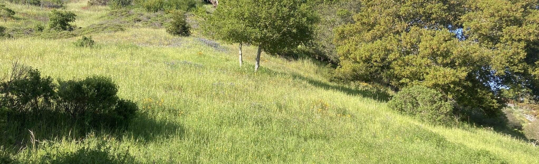 Arroyo Seco Canyon Trail: 80 Reviews, Map - California | AllTrails