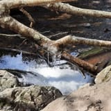 Tremont Logging History Auto Tour, Tennessee - 162 Reviews, Map | AllTrails