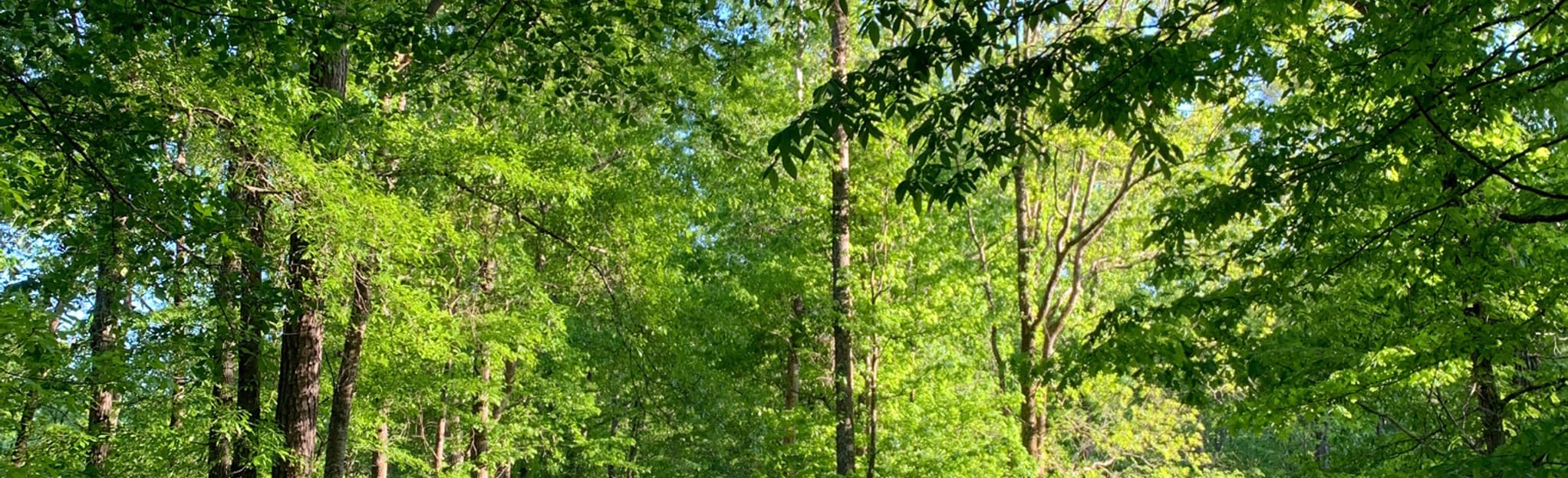 Historic Park at Ross Bridge, Alabama - 59 Reviews, Map | AllTrails