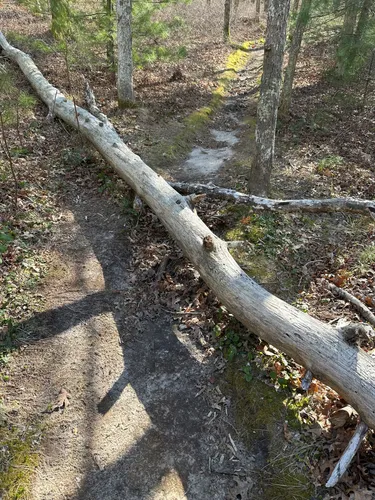 Best Hikes and Trails in Otis Atwood Conservation Area | AllTrails