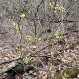 Greer Spring Trail, Missouri - 305 Reviews, Map | AllTrails