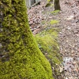 Greer Spring Trail, Missouri - 305 Reviews, Map | AllTrails