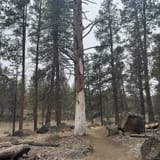 Riley Ranch Trails, Oregon - 391 Reviews, Map | AllTrails