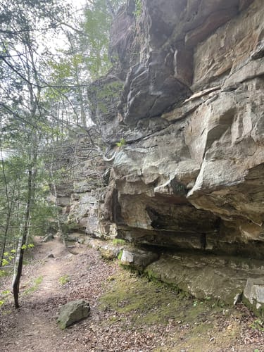 Best Hikes and Trails in Green's Bluff Nature Preserve | AllTrails