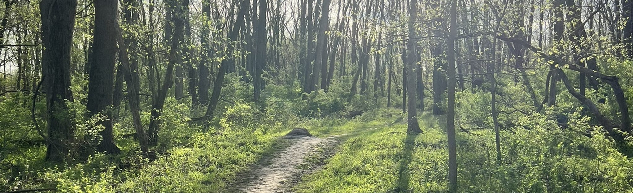 North Robinson Trail Short Loop: 277 Reviews, Map - Illinois | AllTrails