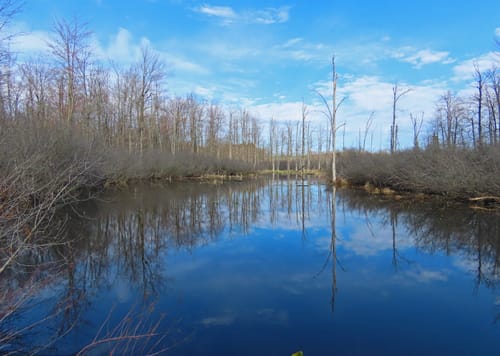 Best 10 Hikes and Trails in Limerick Forest South | AllTrails