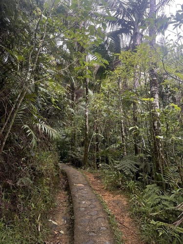 2023 Best Short Trails in El Yunque National Forest | AllTrails