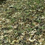 Difficult Run Trail, Virginia - 687 Reviews, Map | AllTrails