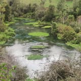 Blue Spring from Leslie Road Trailhead via Te Waihou Walkway, Waikato ...