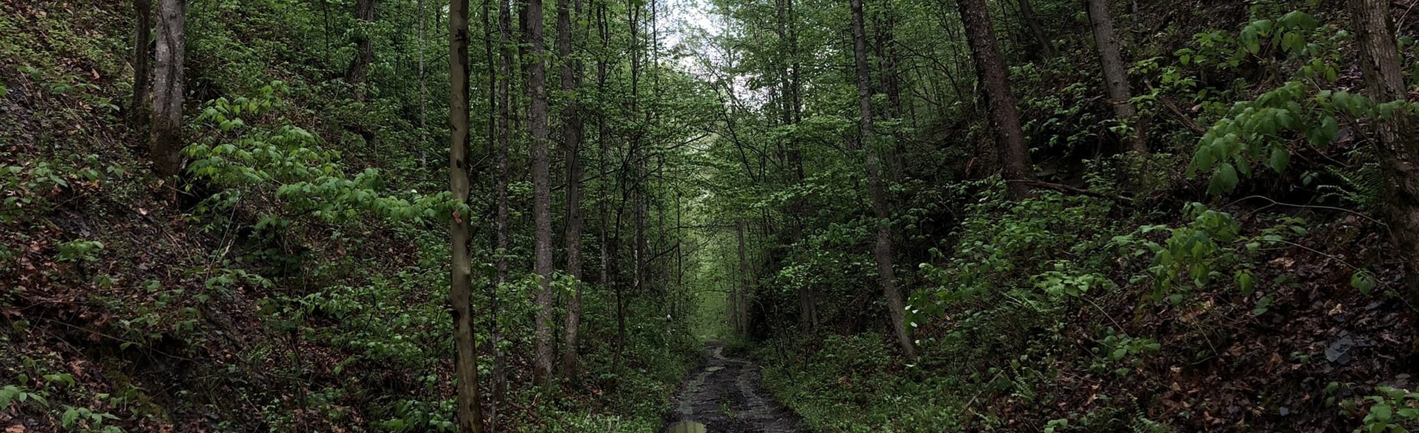 Alpine Loop Trail : 54 Reviews, Map - Kentucky | AllTrails
