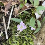 Grout Pond Trail, Vermont - 284 Reviews, Map | AllTrails