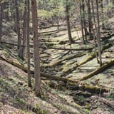 Tioga West Rim Trail, Pennsylvania - 517 Reviews, Map | AllTrails
