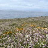 Point Buchon Trail, California - 485 Reviews, Map | AllTrails