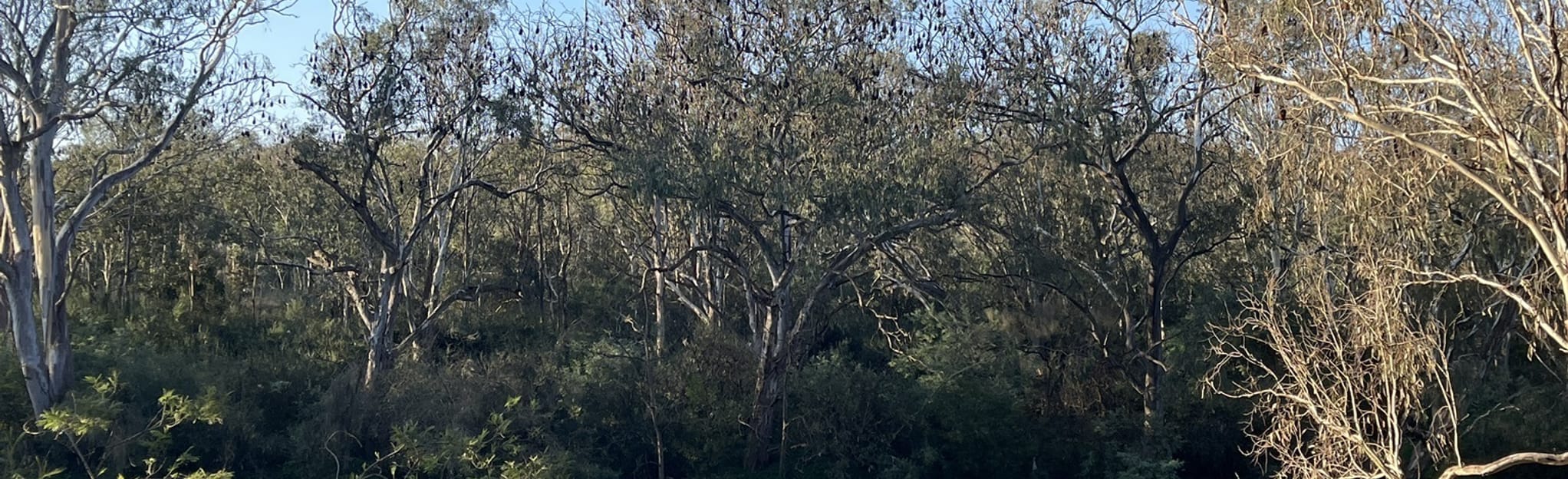 Flying-Fox Walk, Victoria, Australia - 145 Reviews, Map | AllTrails