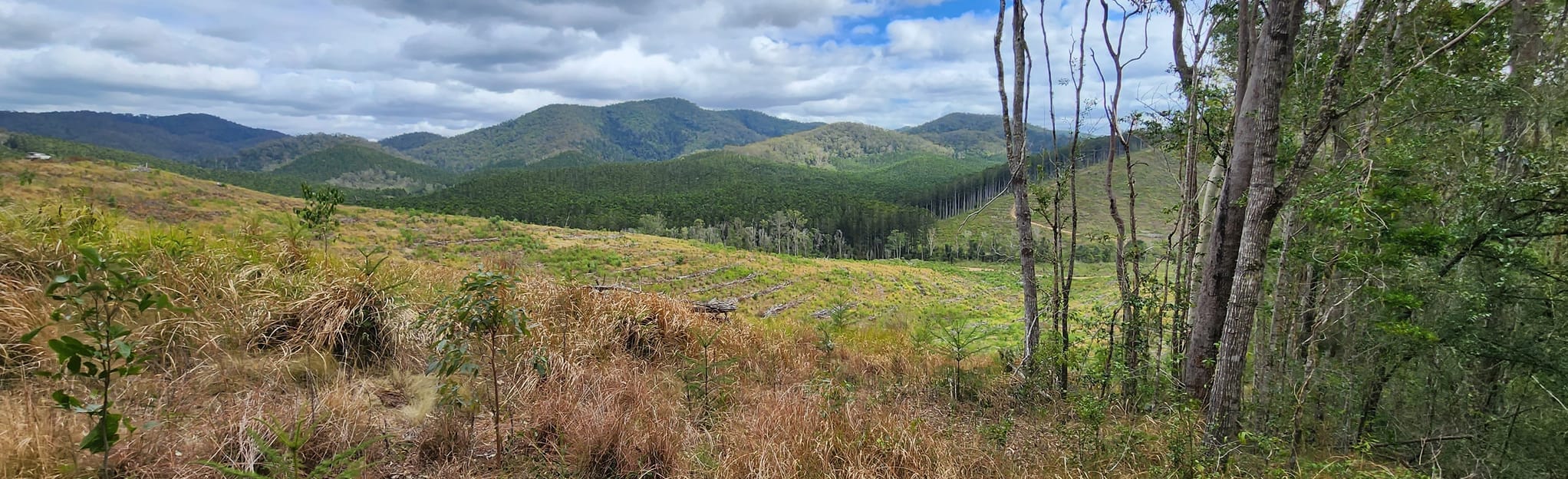 Imbil State Forest 1 via Pullen Lane: 44 fotos - Queensland, Australia ...