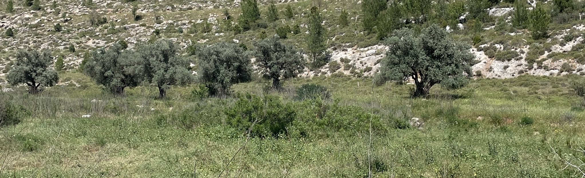 Maccabim Graves and Nahal Modiin: 9 Reviews, Map - Central District ...