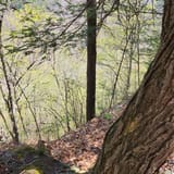 Tioga West Rim Trail, Pennsylvania - 517 Reviews, Map | AllTrails