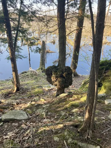 Best Hikes and Trails in Bear Swamp Preserve | AllTrails