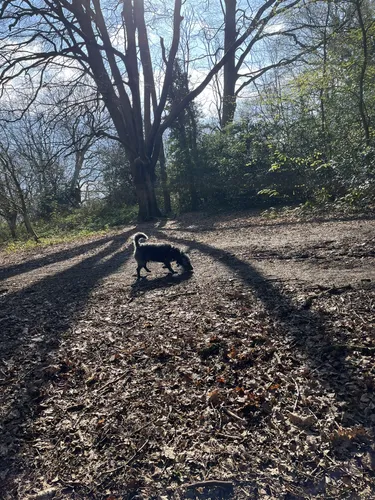 Best Hikes and Trails in Redhill Common | AllTrails