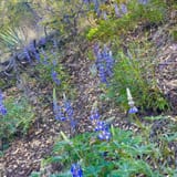 Barnhardt Trail, Arizona - 378 Reviews, Map | AllTrails