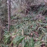 Granite Falls (Fish Ladder) Trail, Washington - 535 Reviews, Map ...