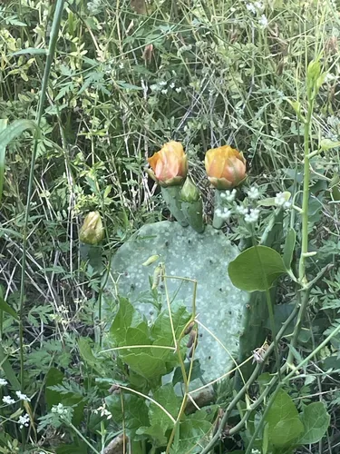 Best Hikes and Trails in Ringtail Ridge Natural Area | AllTrails