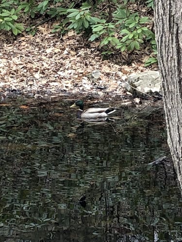 Best Hikes and Trails in Whipple Hill Conservation Lands | AllTrails