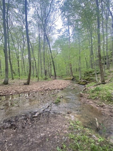 Best Hikes and Trails in Panther Den Wilderness | AllTrails