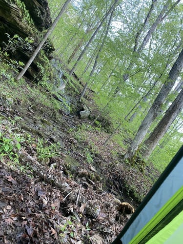 Best Hikes and Trails in Panther Den Wilderness | AllTrails