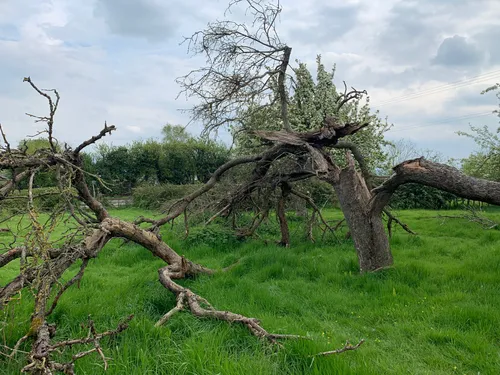 Best Hikes and Trails in Coombe Hill Nature Reserve | AllTrails