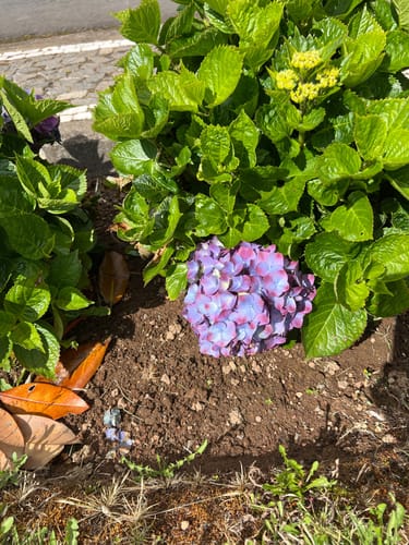 Best Hikes and Trails in Reserva Natural do Pico da Vara | AllTrails