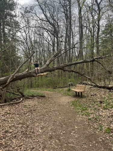 Best Hikes and Trails in Fogelsville Dam Forest | AllTrails