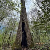 The Boogerman Trail, North Carolina - 434 Reviews, Map | AllTrails