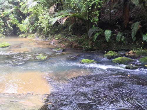 Best Hikes and Trails in Dome Forest Conservation Area | AllTrails