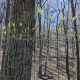 Kennedy Peak Loop, Virginia - 513 Reviews, Map | AllTrails