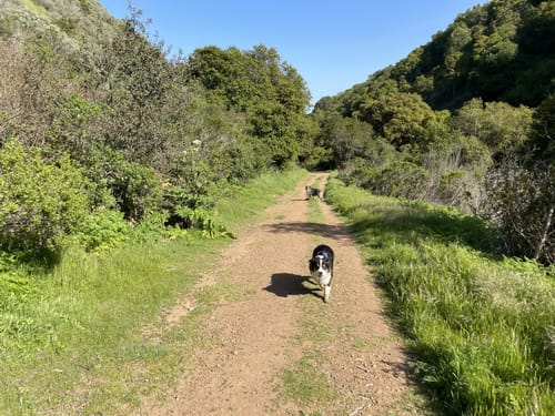 Best Hikes and Trails in Leona Canyon Open Space Regional Preserve ...