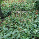 Torreya Trail, Florida - 368 Reviews, Map | AllTrails