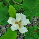 Torreya Trail, Florida - 368 Reviews, Map | AllTrails