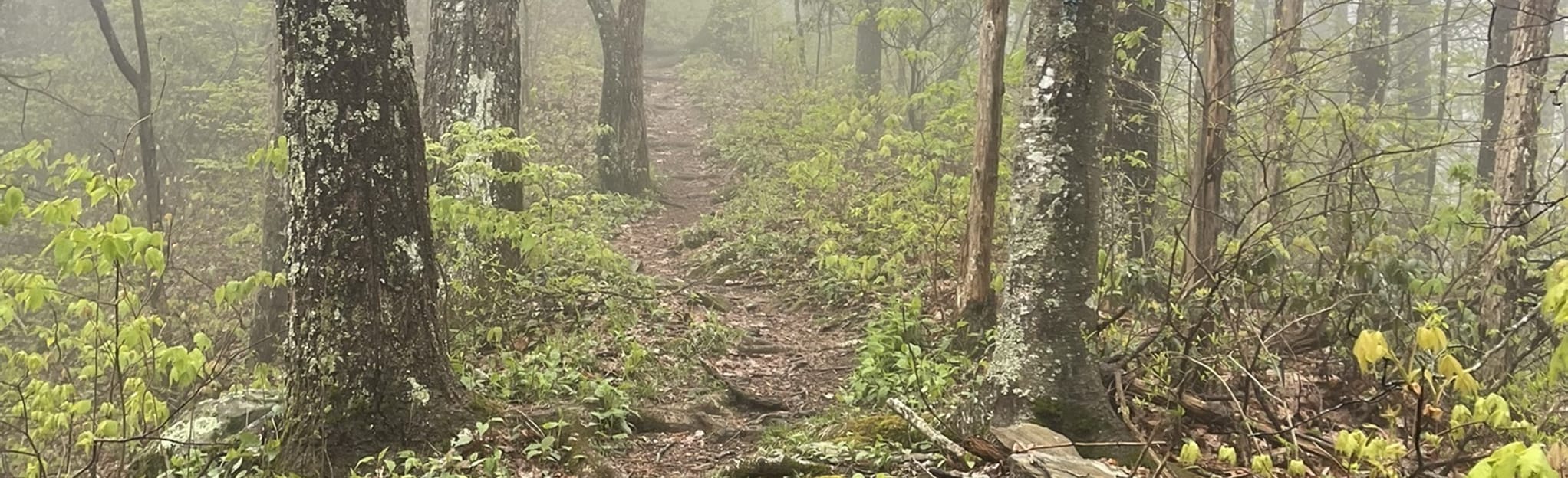 Duncan Ridge Trail: 85 Reviews, Map - Georgia | AllTrails