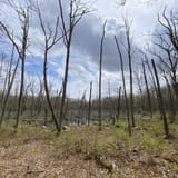 Thunder Swamp Short Loop, Pennsylvania - 83 Reviews, Map | AllTrails