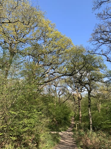 Best Hikes and Trails in Ruislip Woods National Nature Reserve | AllTrails