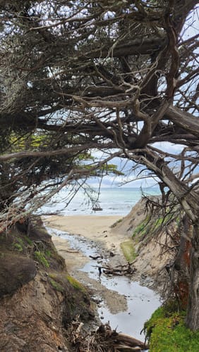 2023 Best Wheelchair Friendly Trails in Half Moon Bay State Beach ...