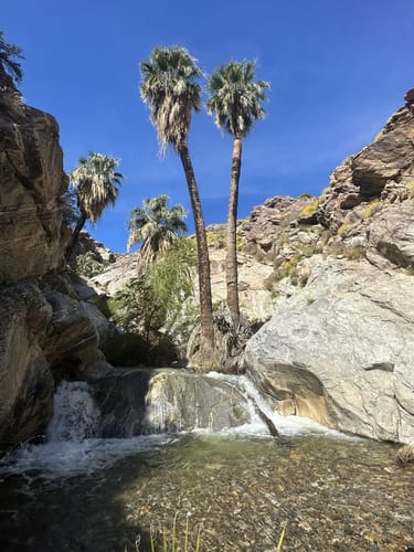 Best Hikes and Trails in Cahuilla Native American Land - Indian Canyons ...