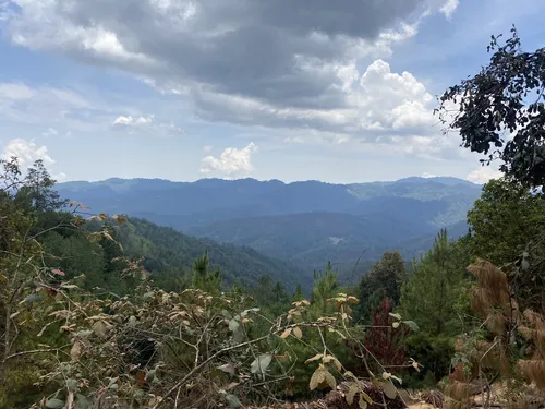Los 10 mejores senderos por bosque en Oaxaca | AllTrails