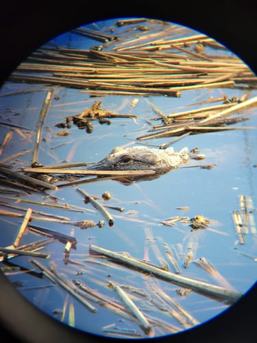 Best Hikes and Trails in Brazoria National Wildlife Refuge | AllTrails