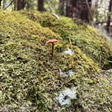 Mount Disappointment Summit Loop, Victoria, Australia - 114 Reviews ...