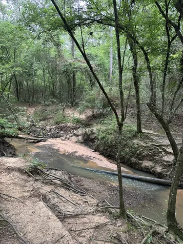 Best Hikes and Trails in Carl Barton Jr Park | AllTrails