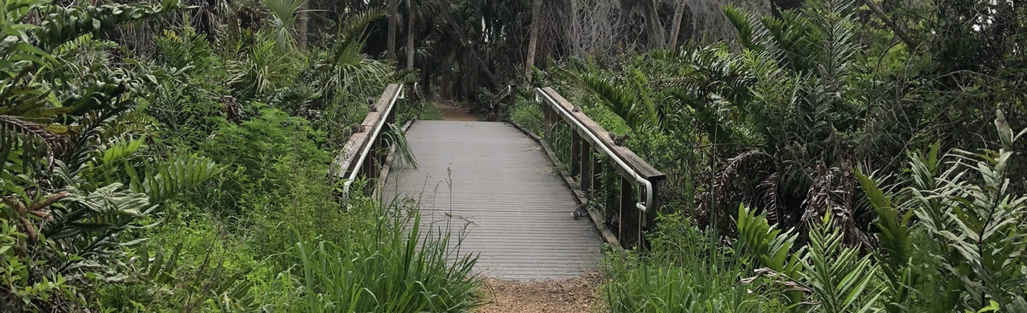 Lagoon Greenway of Indian River Land Trust Loop: 201 foto's - Florida ...