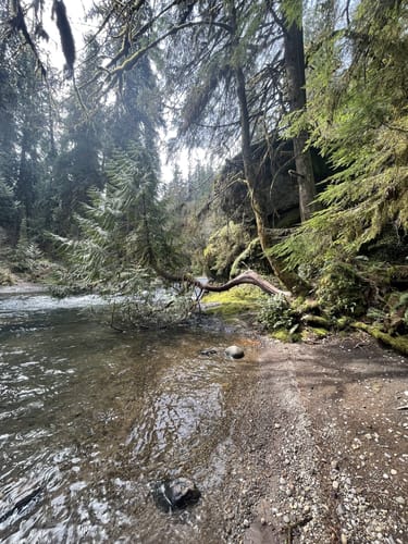 Best Hikes and Trails in Eagle Fern Park | AllTrails